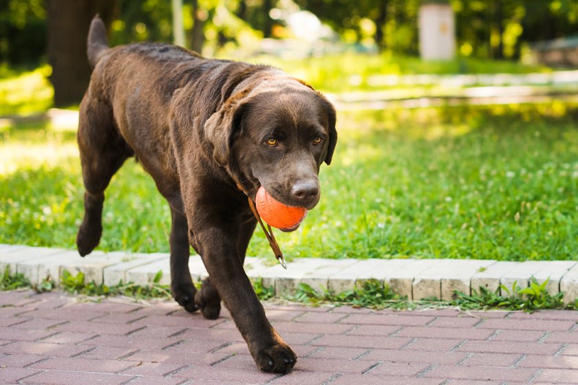 Unveiling Canine Minds: When Do Dogs Reach Mental Maturity? – ONE WOOF CLUB