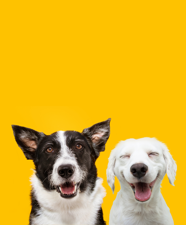 Unleash Savings and Wagging Tails! - ONE WOOF CLUB